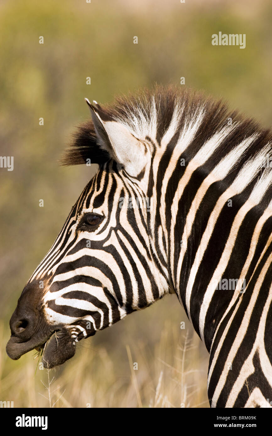 Zebra chewing hi-res stock photography and images - Alamy