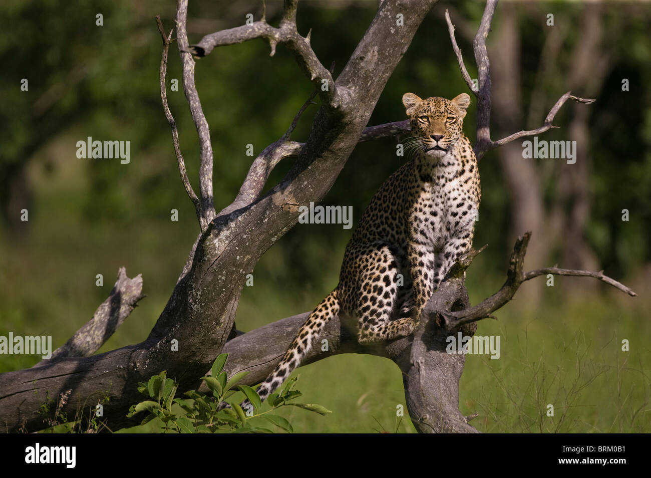 Leopard climbing on a tree hi-res stock photography and images - Alamy