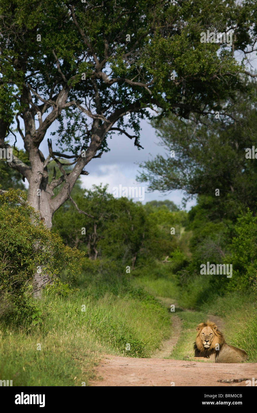 Africa lion track hi-res stock photography and images - Alamy