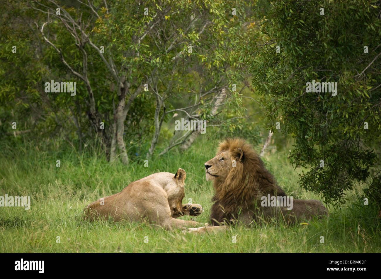 Lions mating hi-res stock photography and images - Alamy