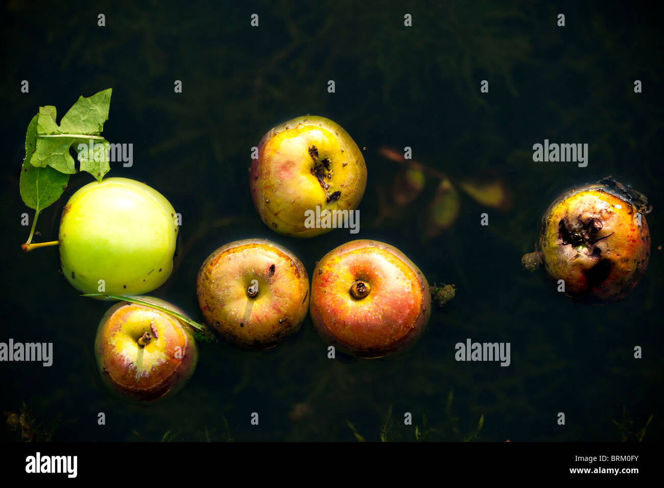 Pond Apple High Resolution Stock Photography and Images - Alamy