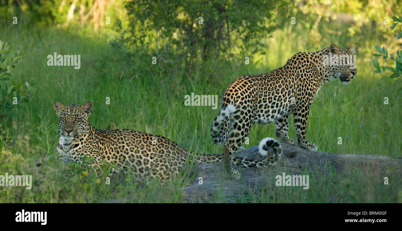 Two cats together hi-res stock photography and images - Alamy