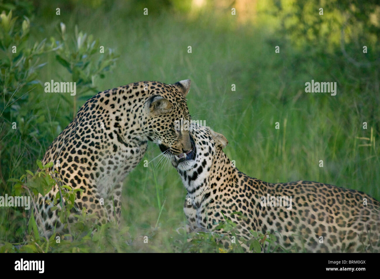 Leopards hi-res stock photography and images - Alamy