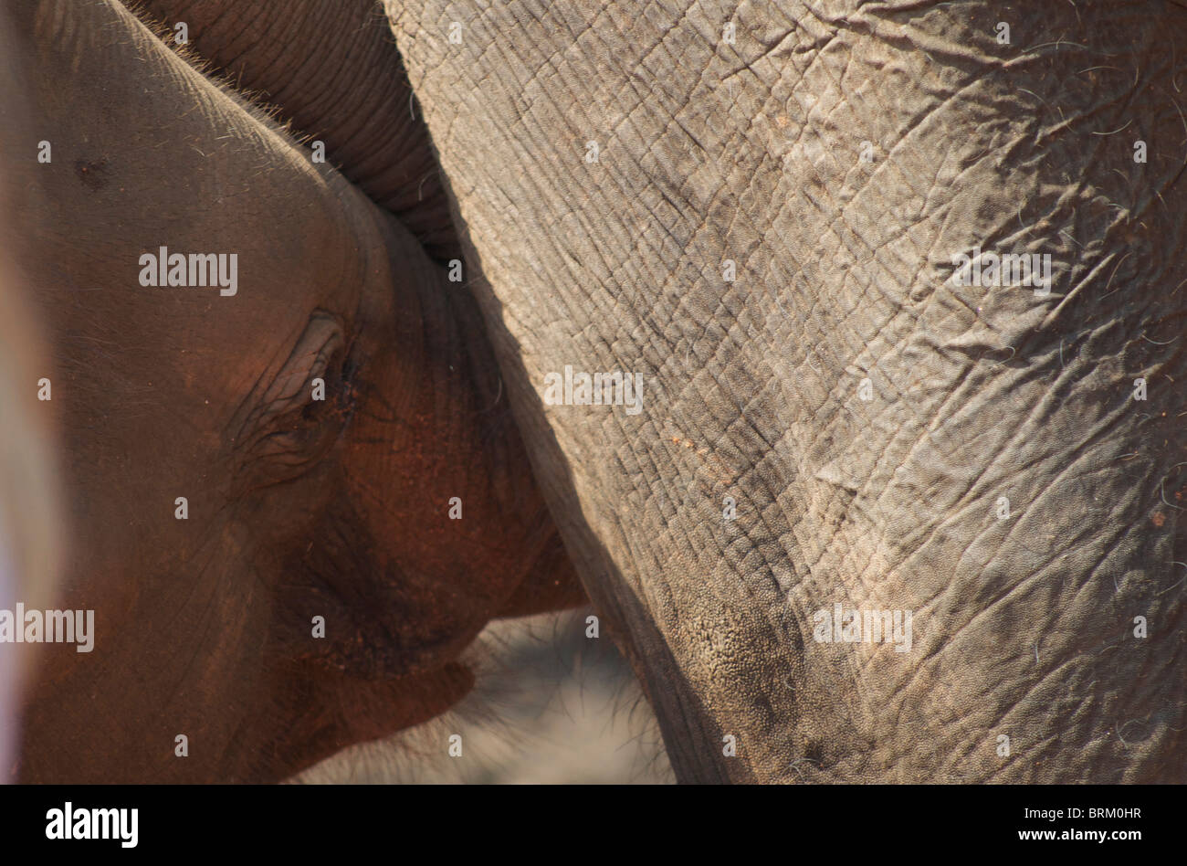 A young elephant calf takes milk from its mother Stock Photo - Alamy