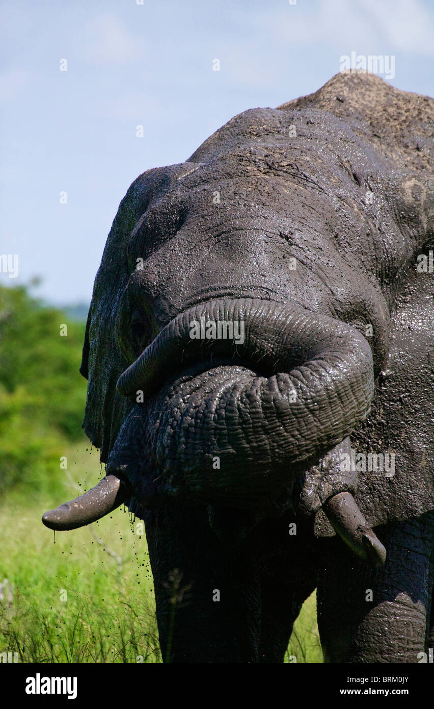 Shy elephant hi-res stock photography and images - Alamy