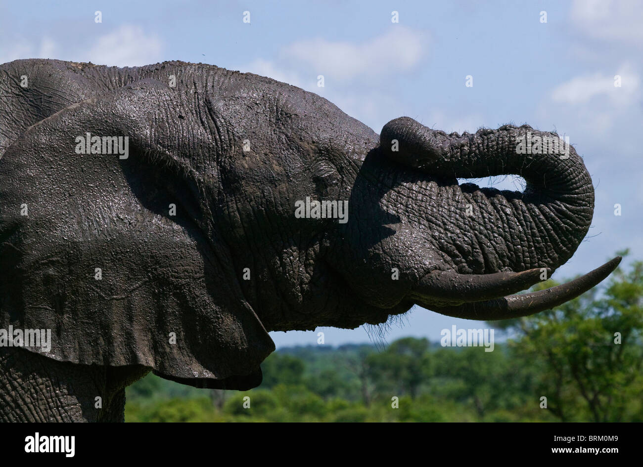 Frontal view of a bull elephant with its trunk resting on its forehead ...