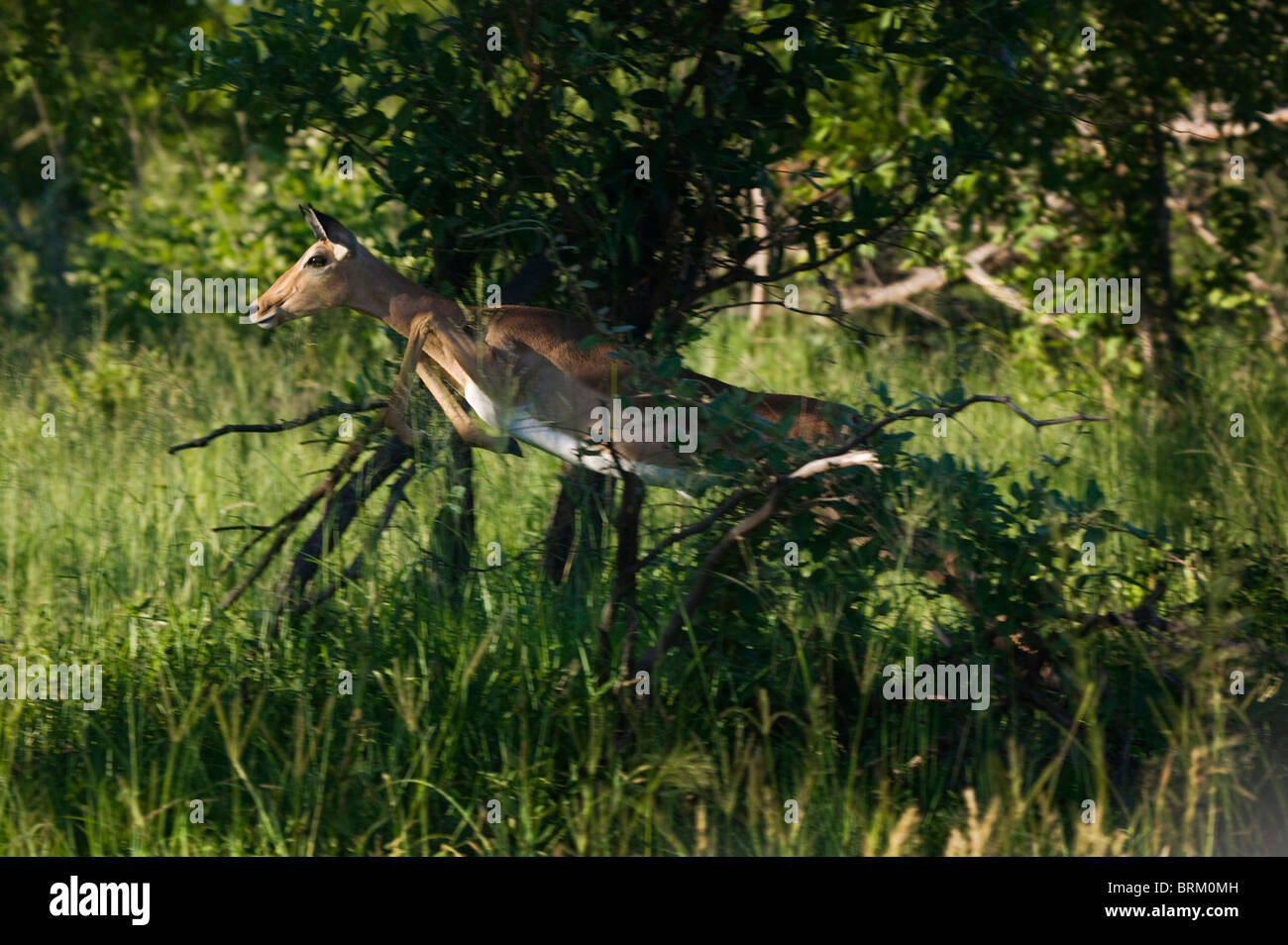 Impala ewe emerging at speed from thick bush Stock Photo - Alamy
