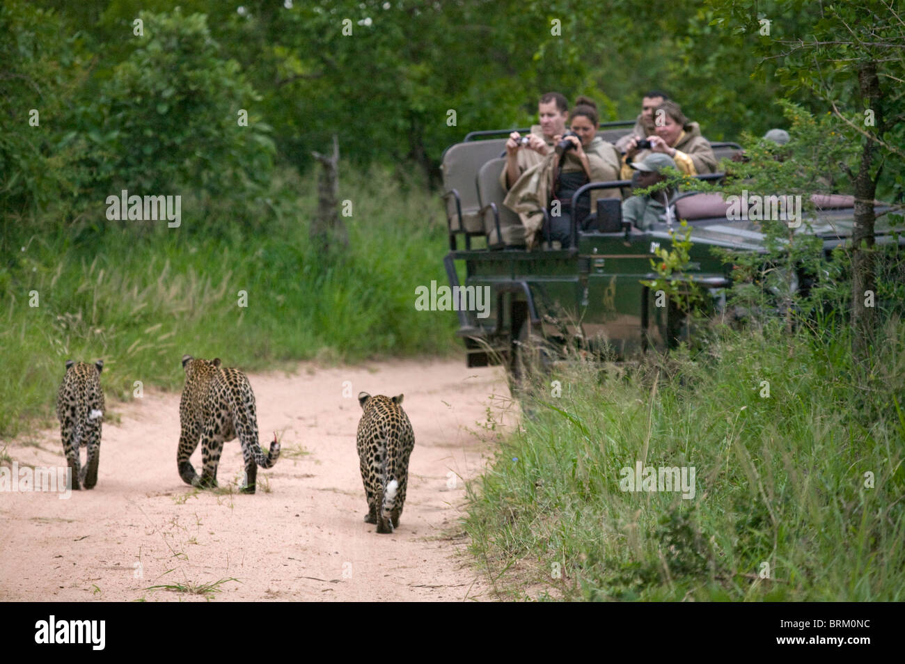 African leopard and cubs hi-res stock photography and images - Alamy