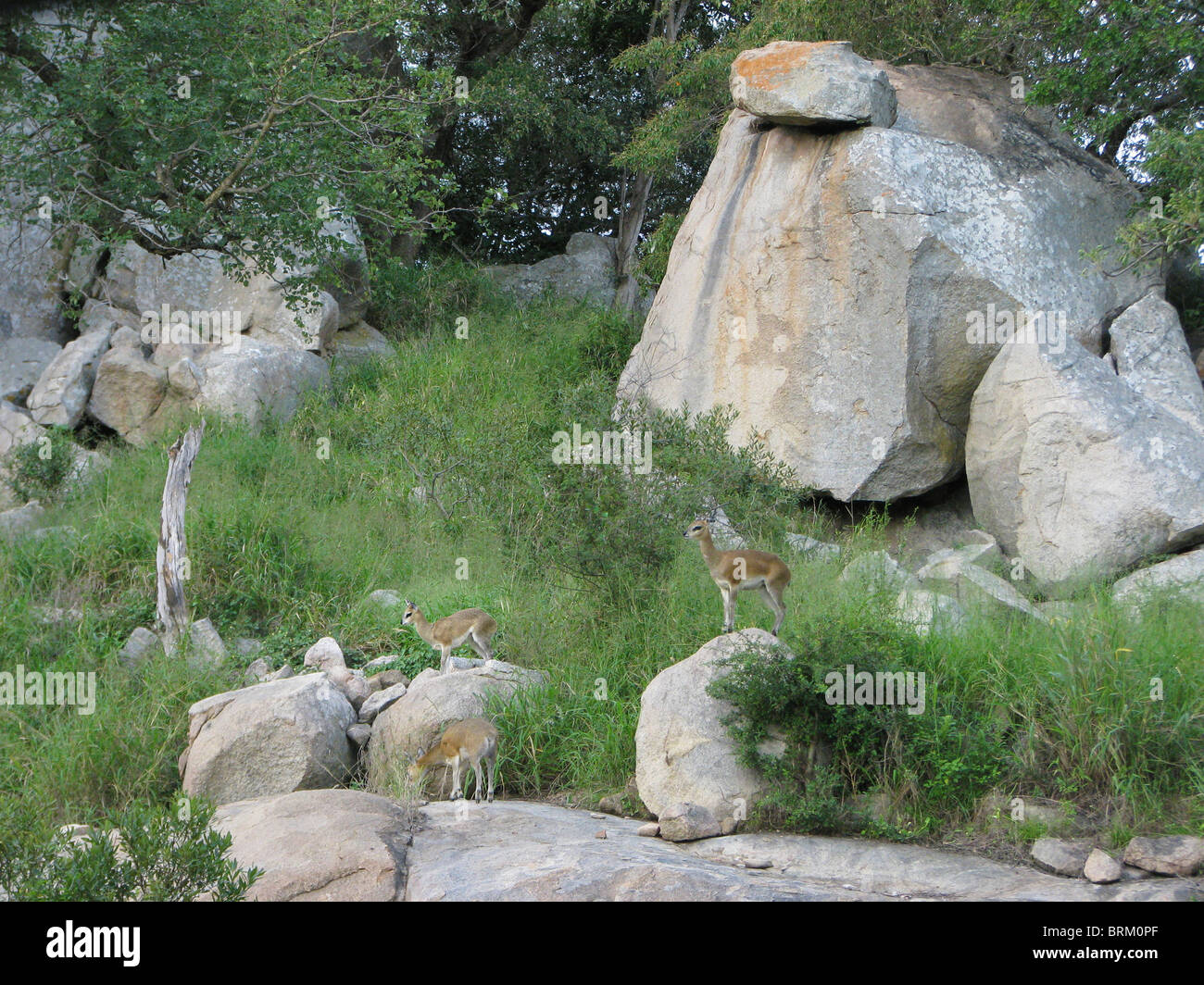 Klipspringer hi-res stock photography and images - Alamy