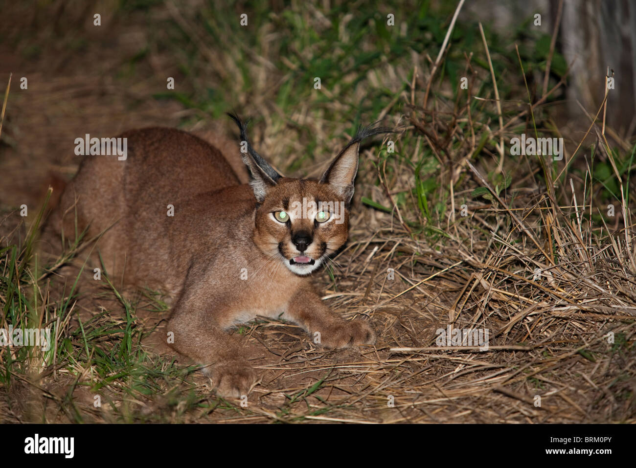Caracal hi-res stock photography and images - Alamy