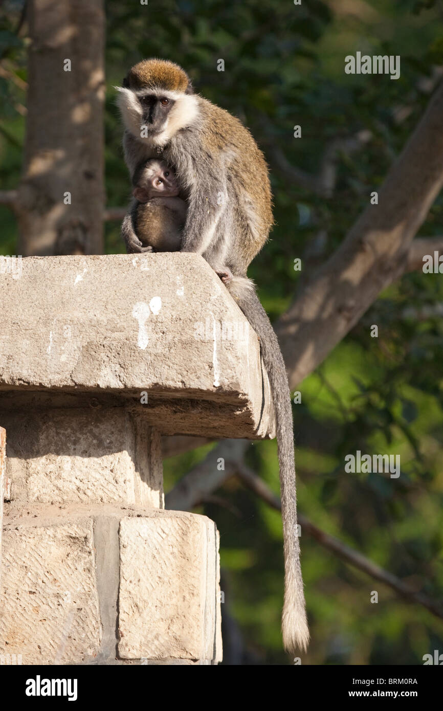 Monkey on pillar hi-res stock photography and images - Alamy
