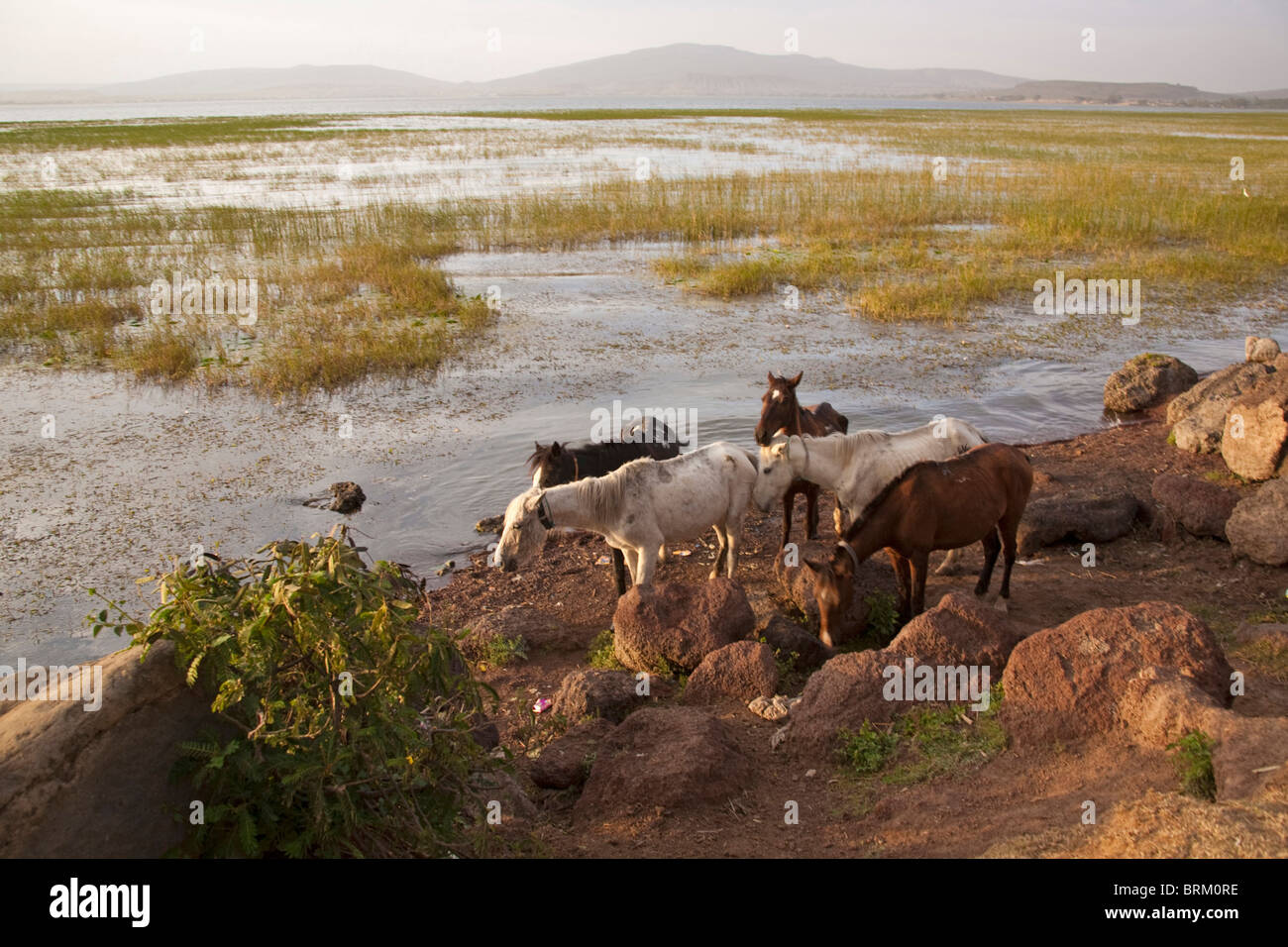 A group of skinny horses on the shore of lake Awassa Stock Photo - Alamy
