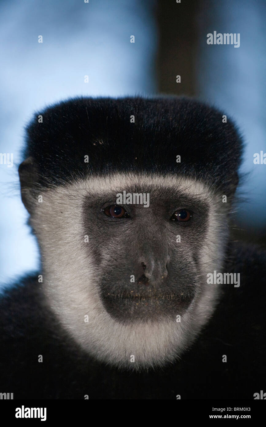 Colobus hi-res stock photography and images - Alamy
