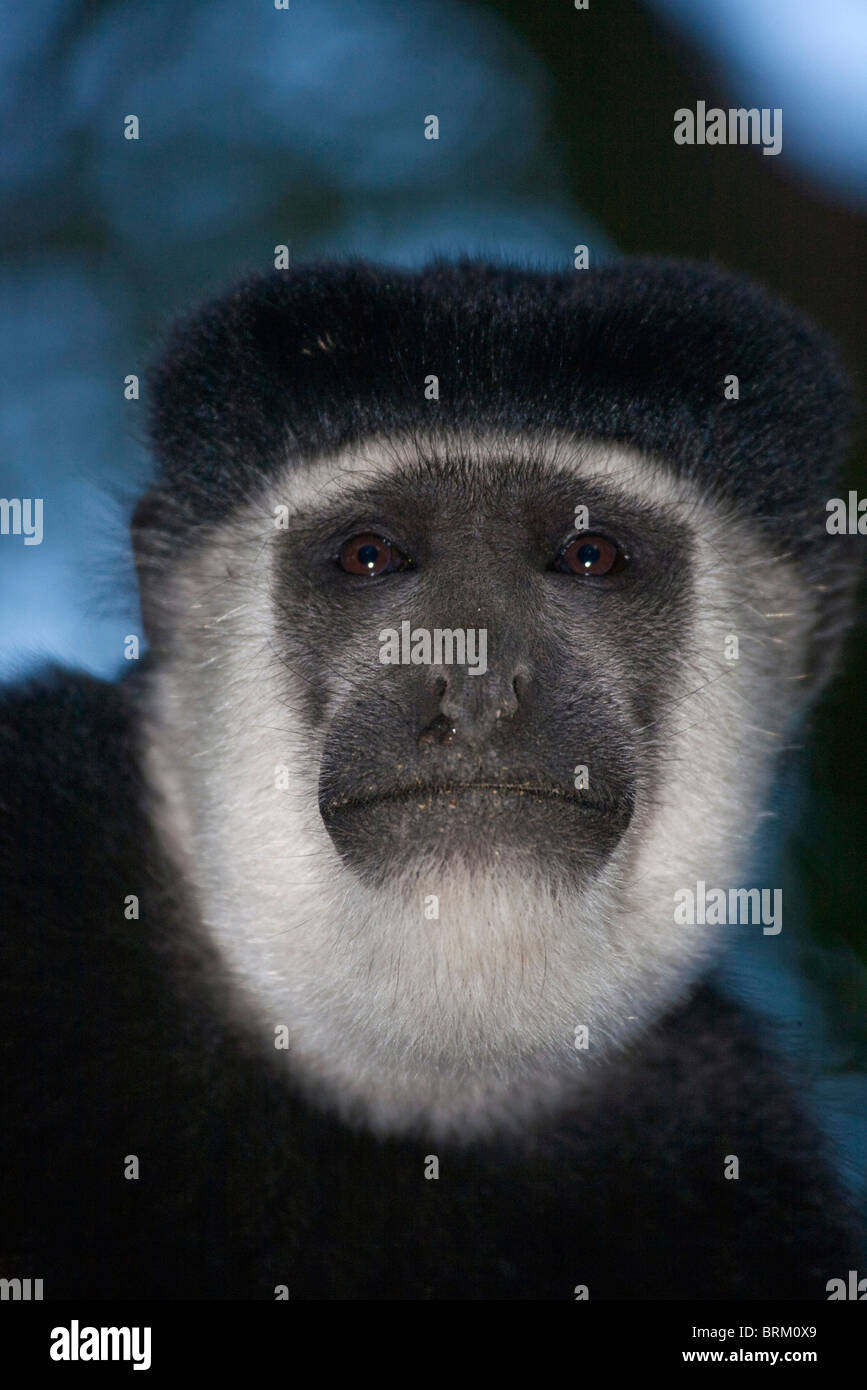 Colobus hi-res stock photography and images - Alamy
