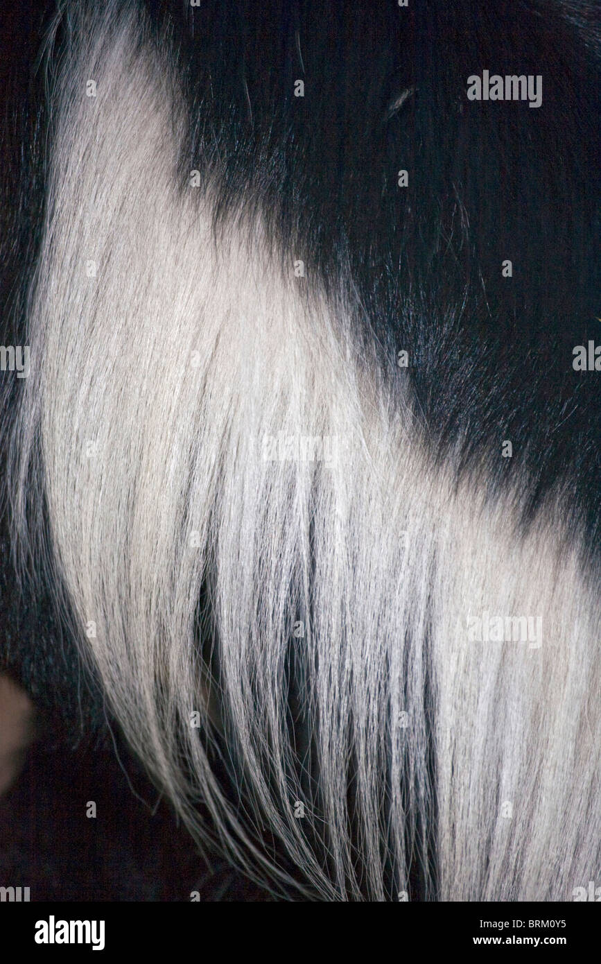 Long Hair Monkey High Resolution Stock Photography and Images - Alamy