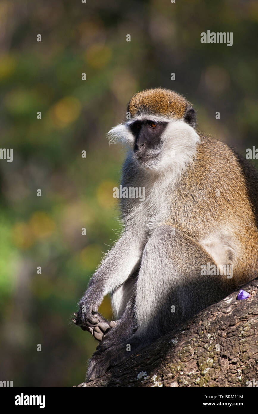 Monkey foot hi-res stock photography and images - Alamy