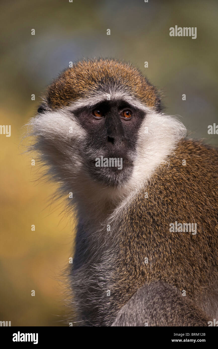 Portrait of a grivet monkey Stock Photo - Alamy