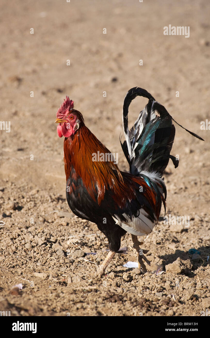 A colourful African rooster Stock Photo - Alamy