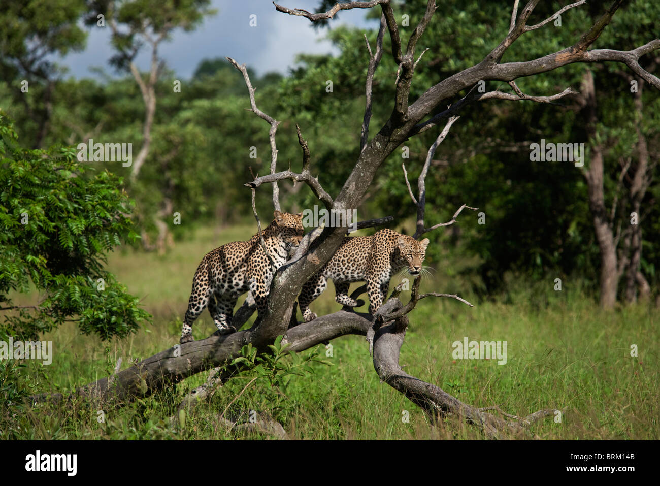 African leopards in tree hi-res stock photography and images - Alamy