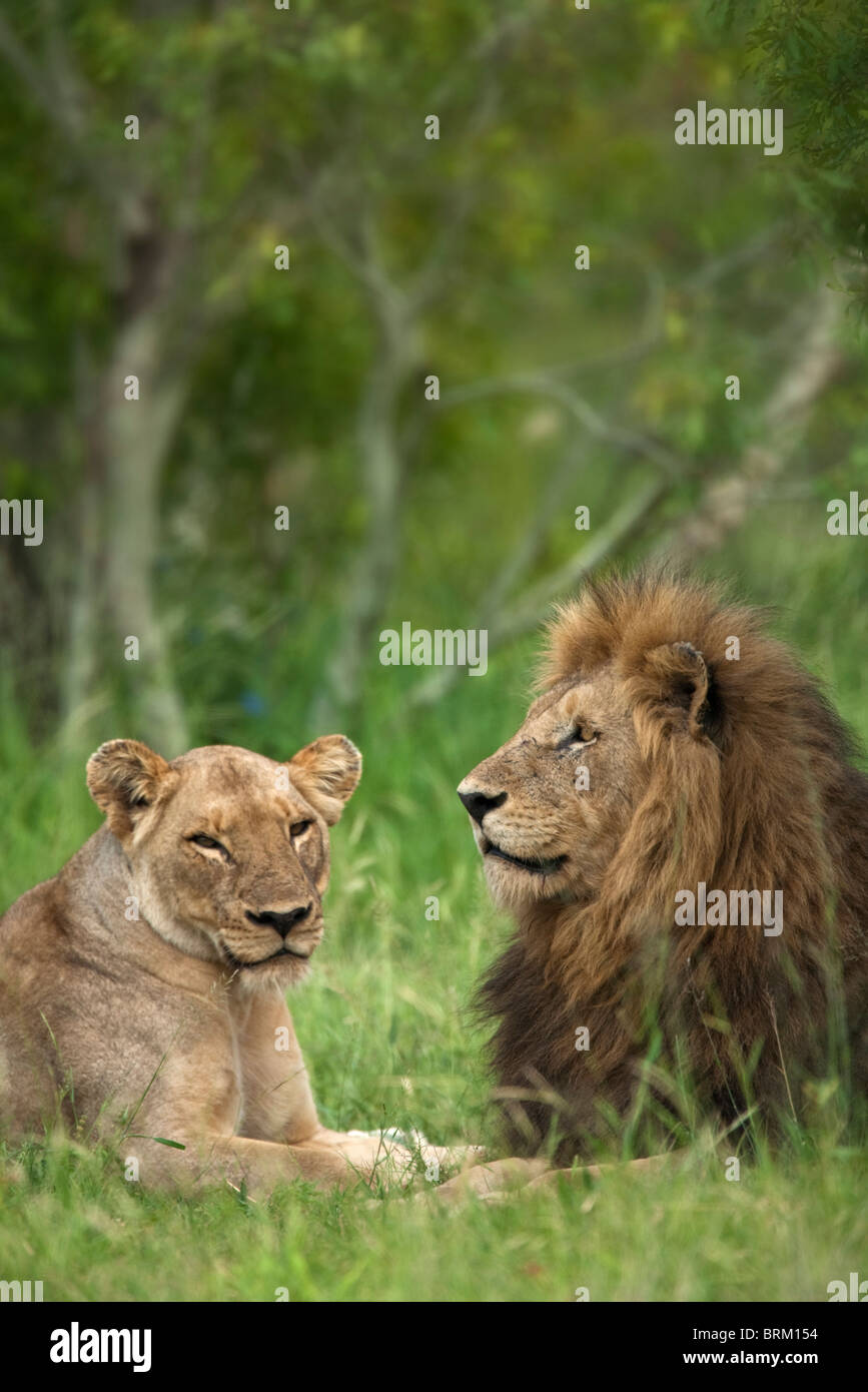 Male and female lion hi-res stock photography and images - Alamy