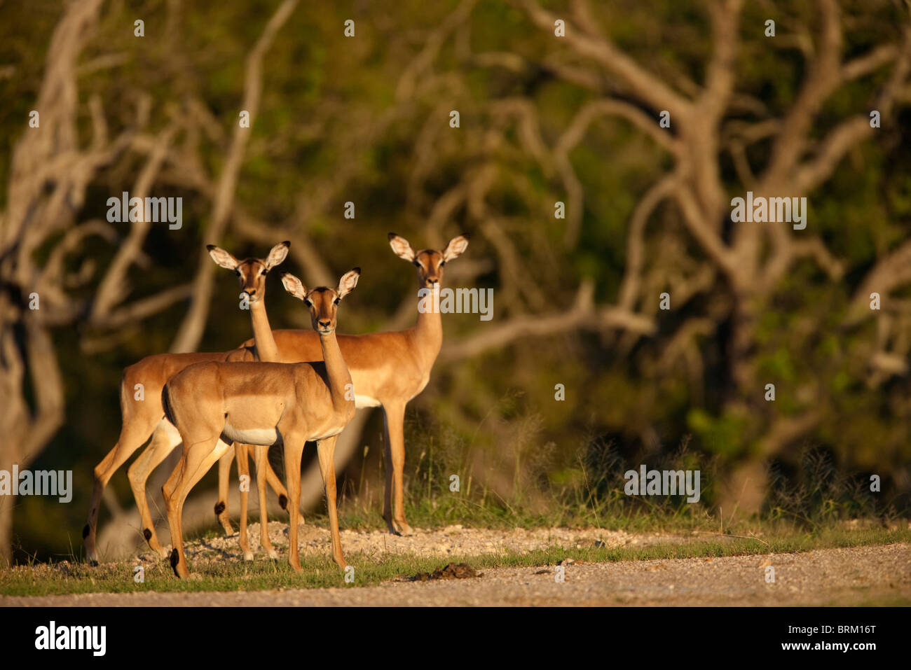 Three impala ewes looking intently at the camera Stock Photo - Alamy