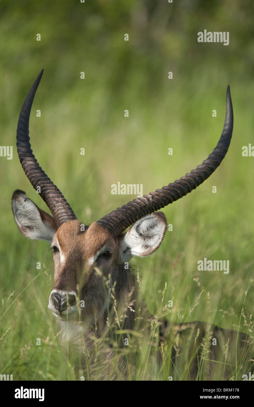 Long ram hi-res stock photography and images - Alamy