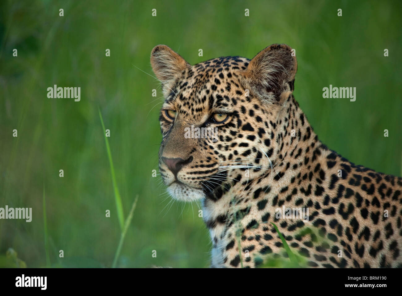 Portrait of a young male leopard Stock Photo - Alamy