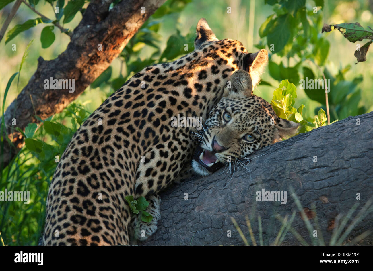 Two leopards fighting over a fallen log Stock Photo - Alamy