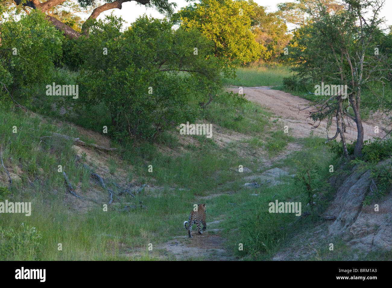 Donga south africa hi-res stock photography and images - Alamy