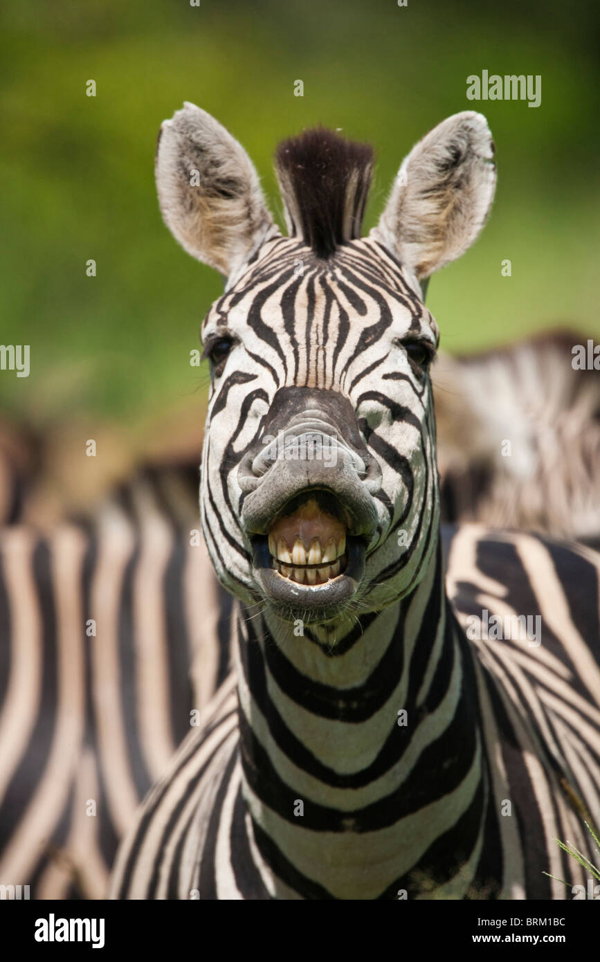 Zebra teeth hi-res stock photography and images - Alamy