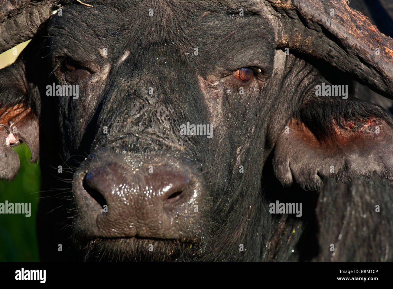Buffalo nose hi-res stock photography and images - Alamy