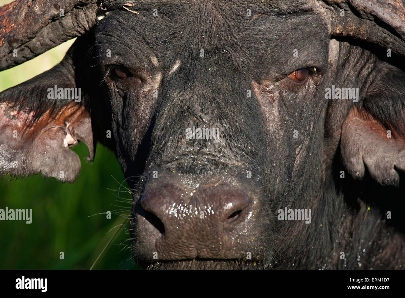 Tight head-on portrait of buffalo bull Stock Photo - Alamy