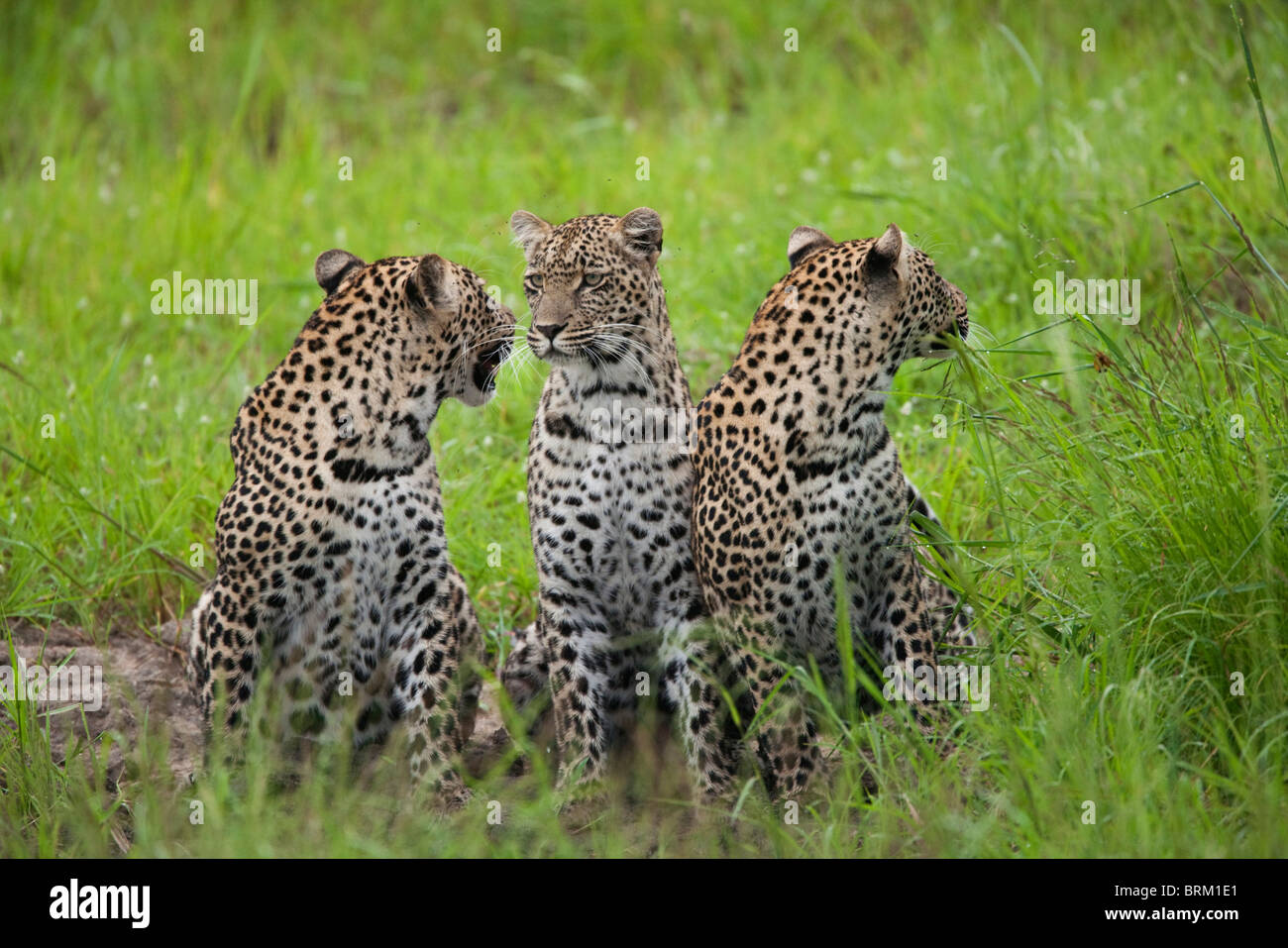 A female leopard sitting upright with her two almost full-grown male ...