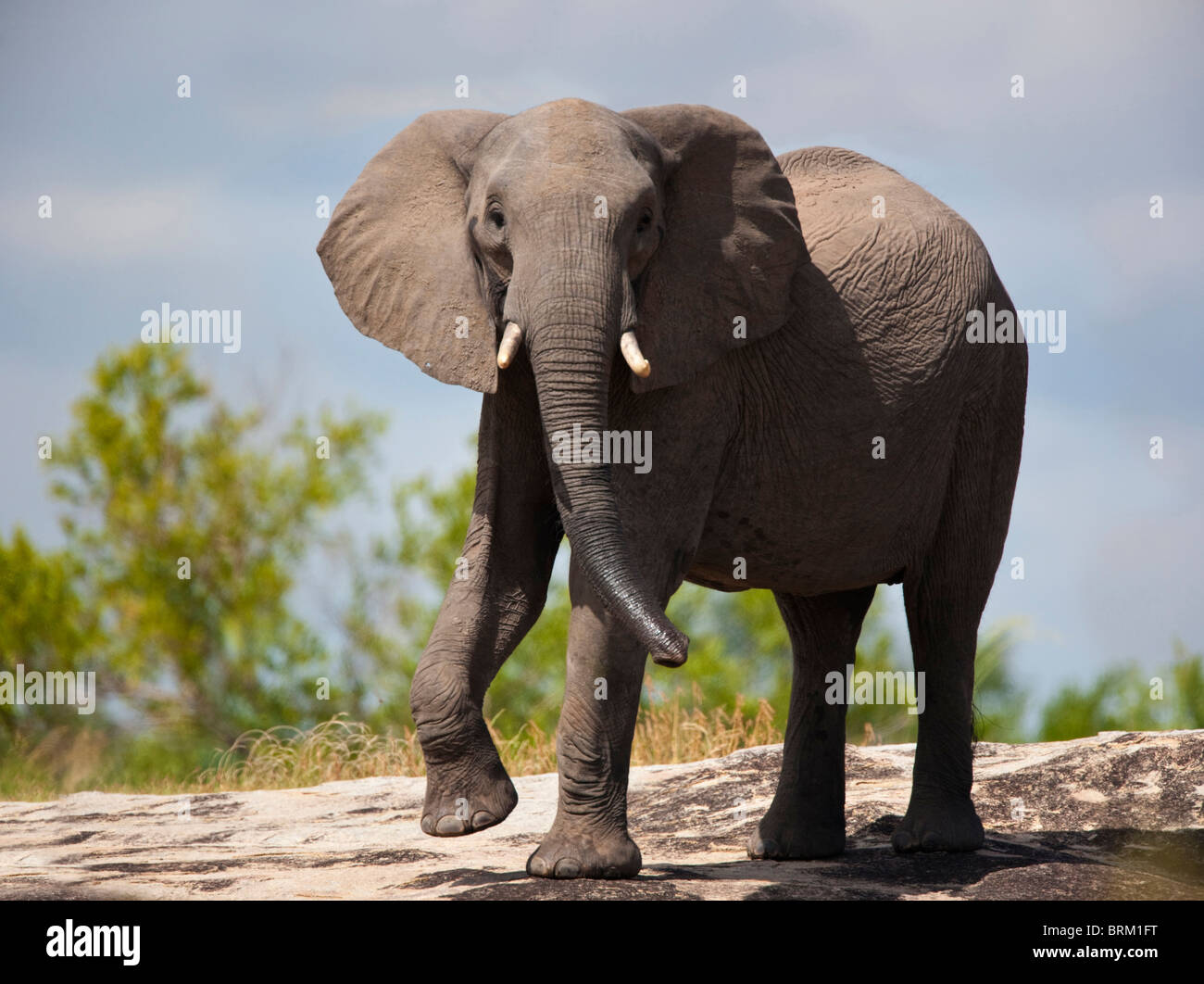 Raised foot hi-res stock photography and images - Alamy