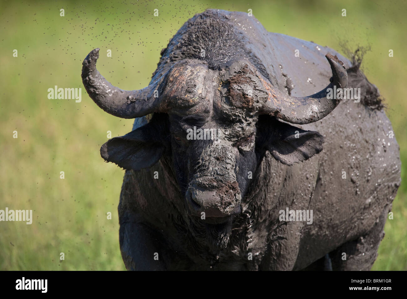 Frontal view of a very muddy buffalo bull Stock Photo - Alamy