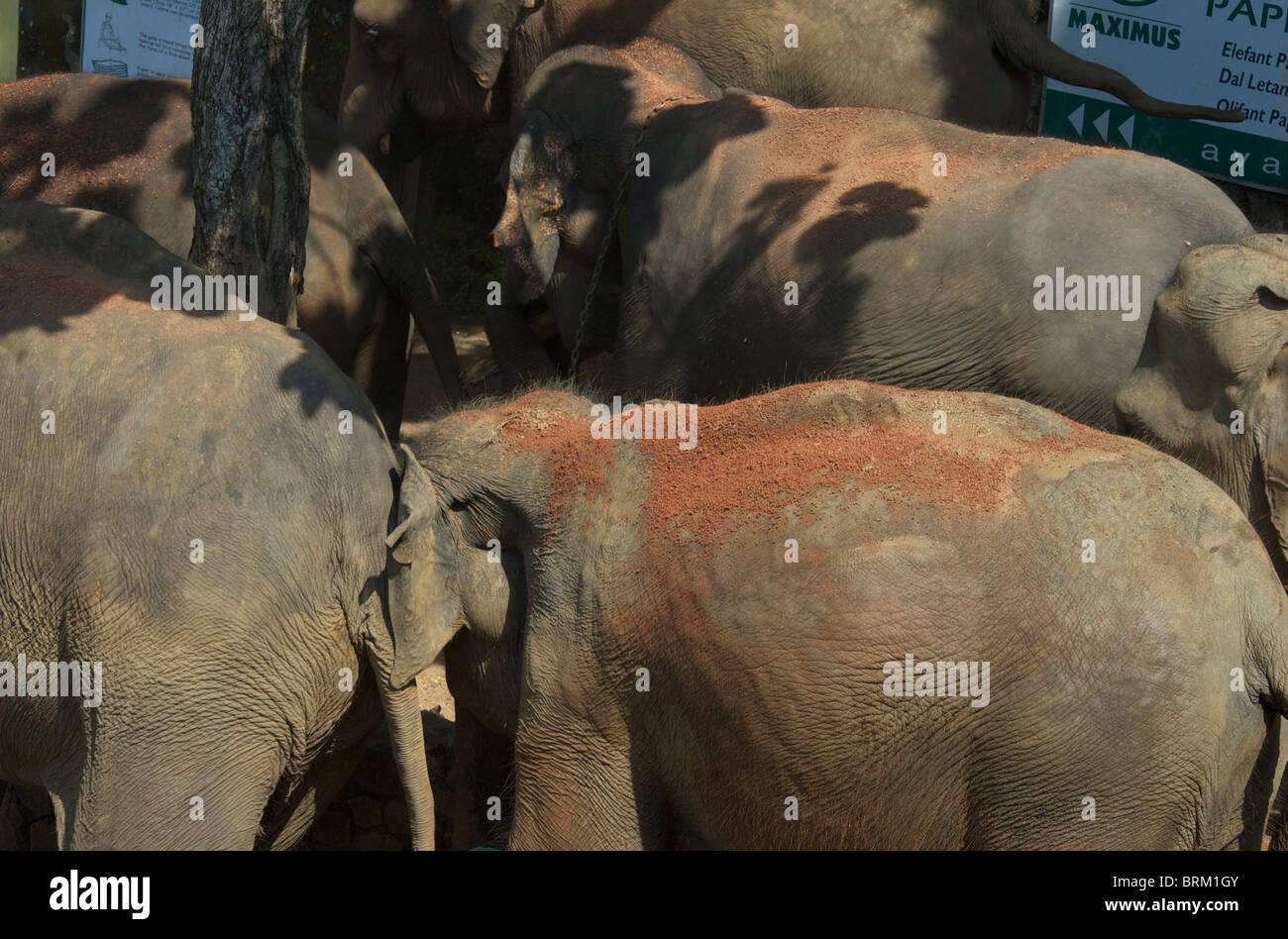 dusty elephants bathe together in a herd Stock Photo - Alamy