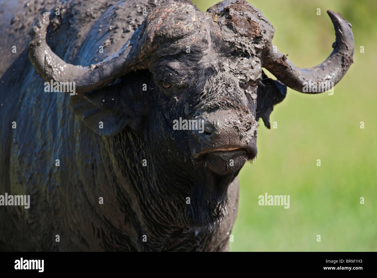 Mean buffalo hi-res stock photography and images - Alamy