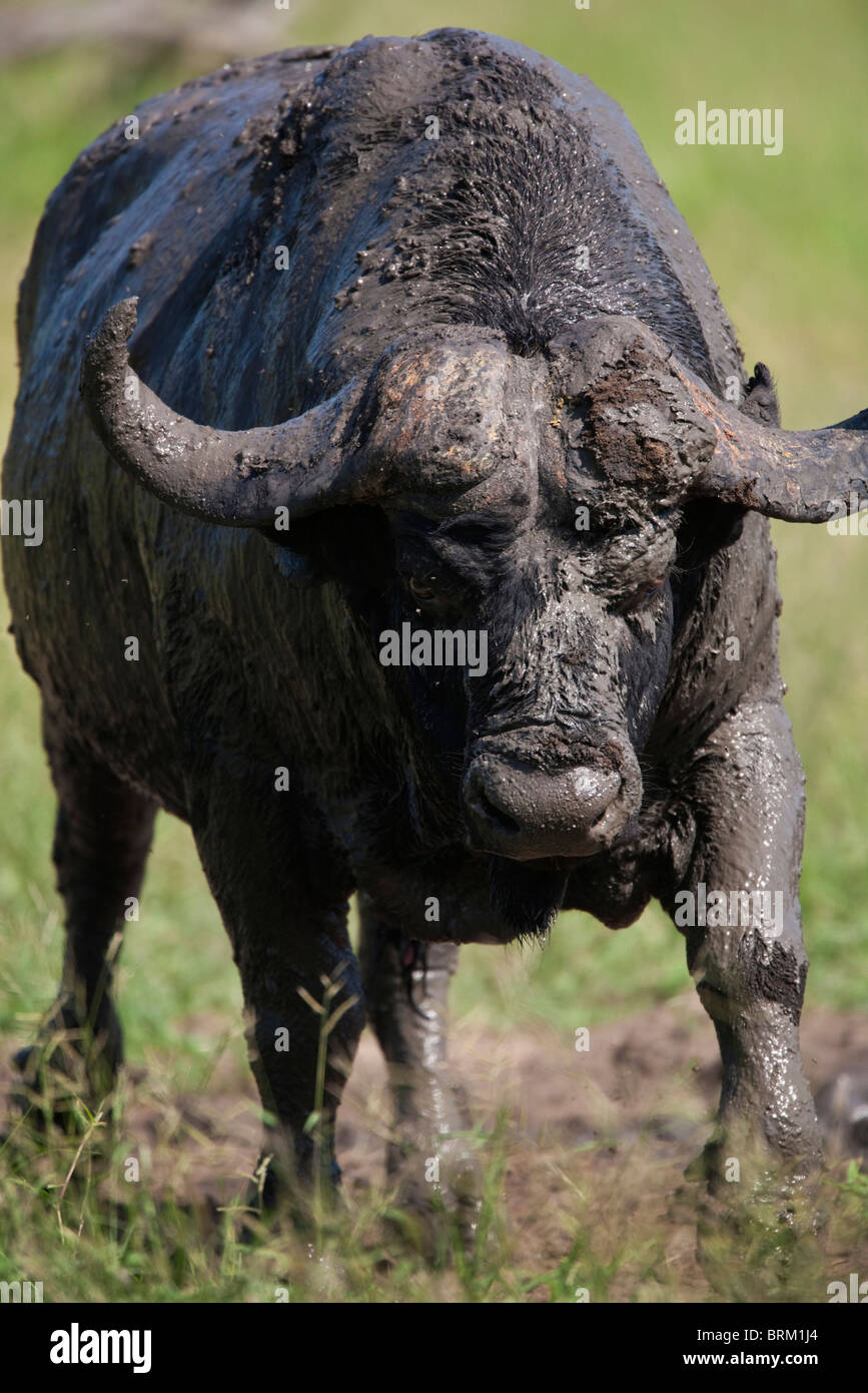 Frontal view of a muddy buffalo bull walking Stock Photo - Alamy