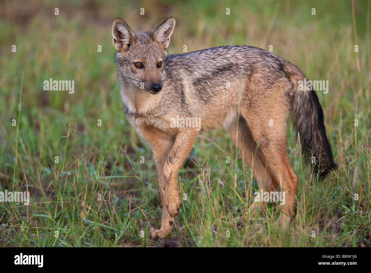 Side-striped jackal with foreleg raised Stock Photo - Alamy