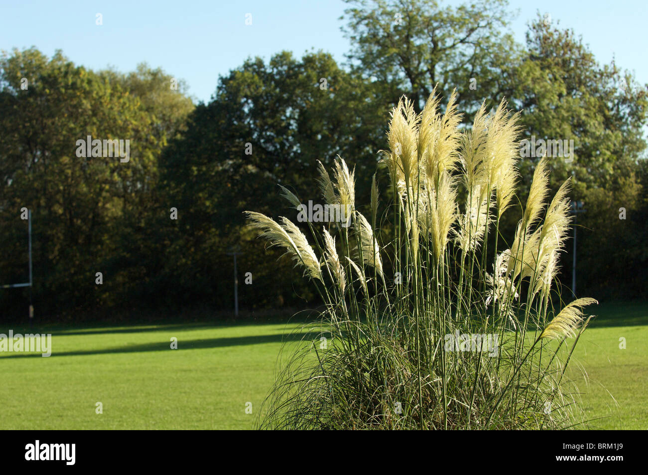 Pampas grass field hi-res stock photography and images - Alamy