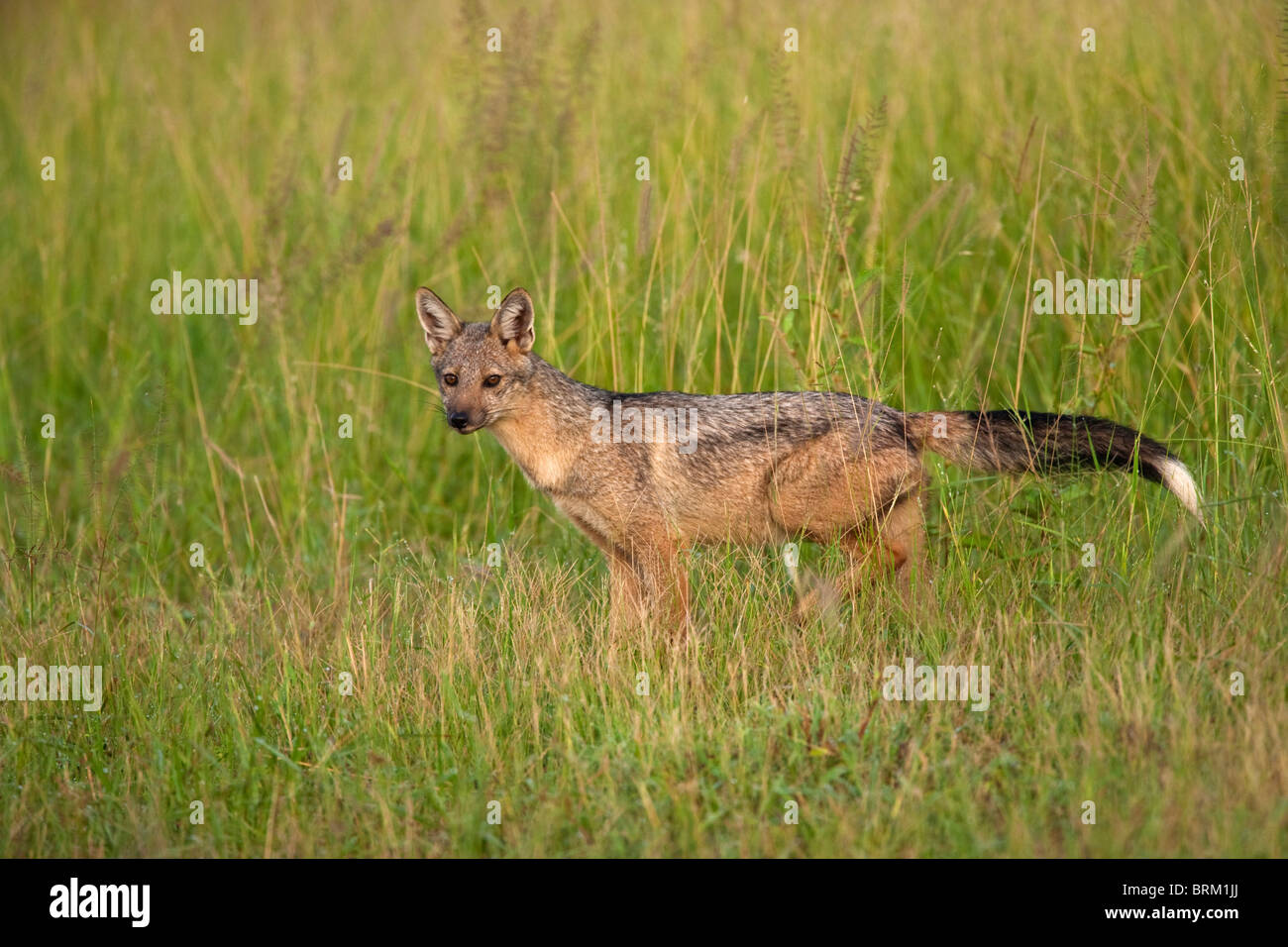 Side-striped jackal in long grass Stock Photo - Alamy