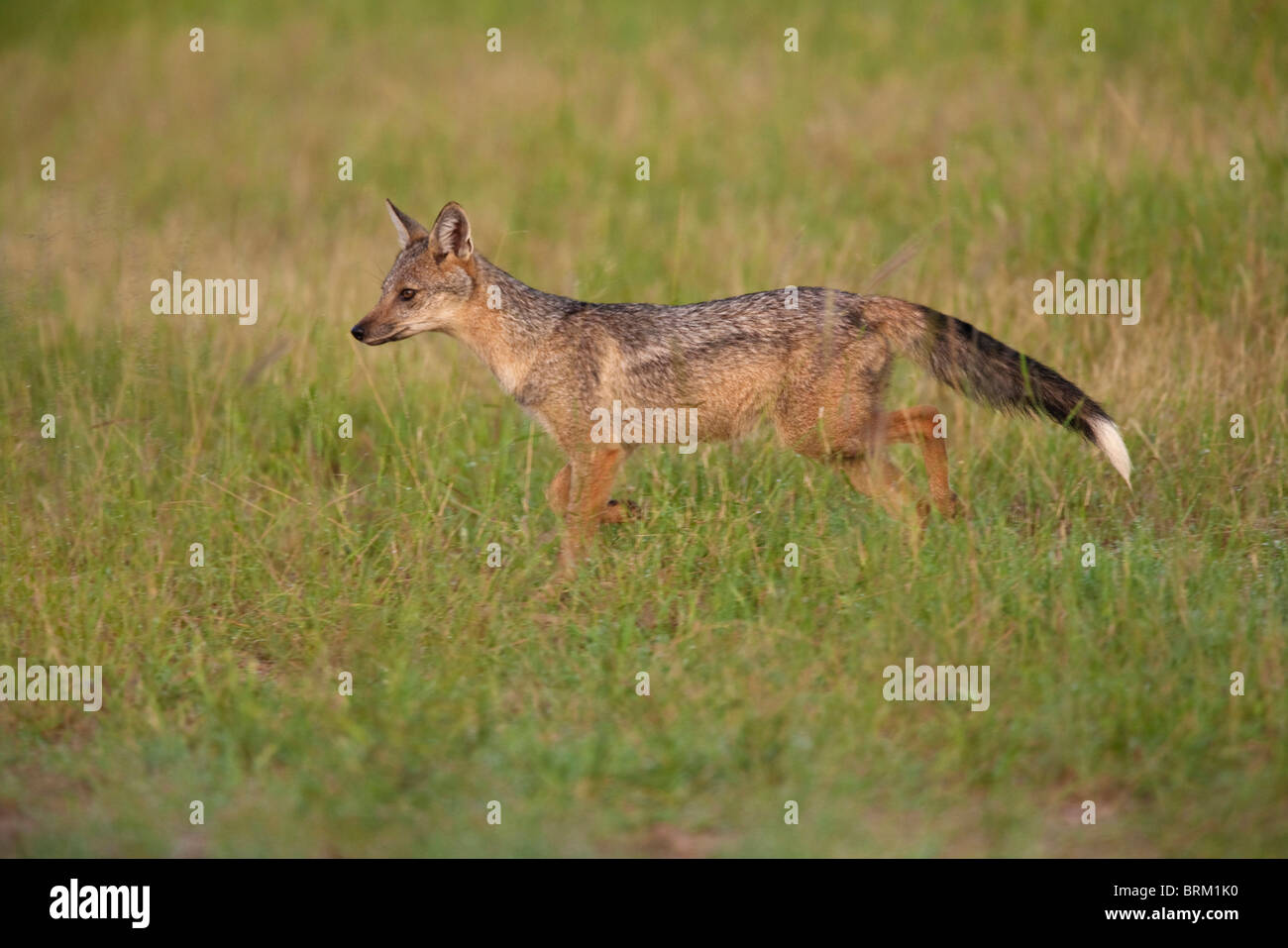 Side striped jackal hi-res stock photography and images - Alamy