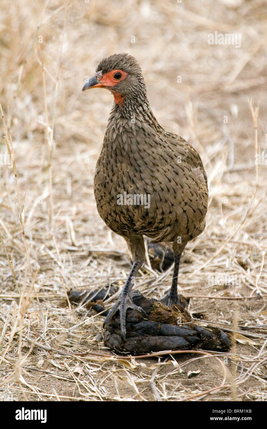 African spurfowl hi-res stock photography and images - Alamy