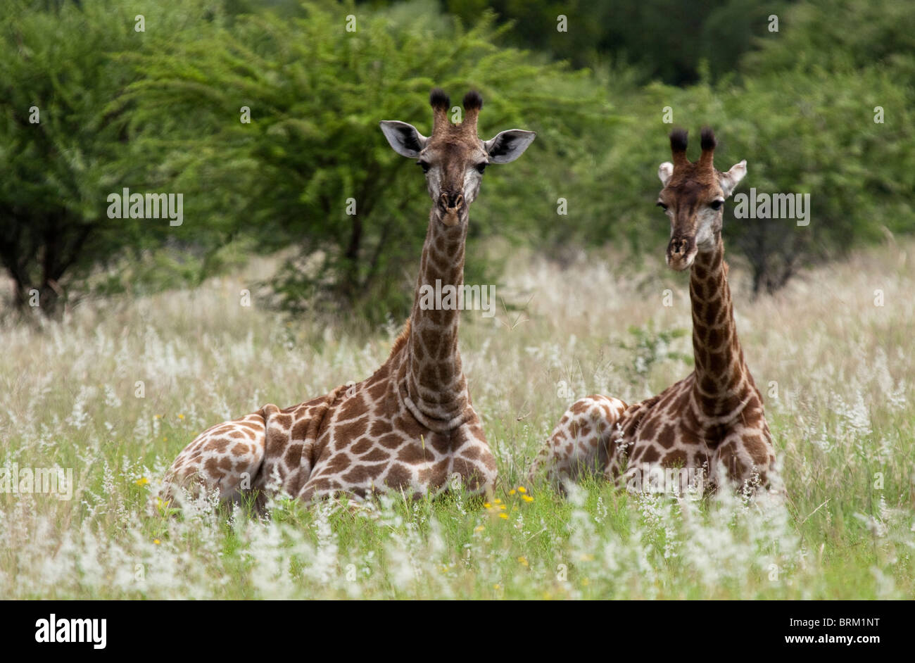 Two Giraffe resting in the grass Stock Photo - Alamy