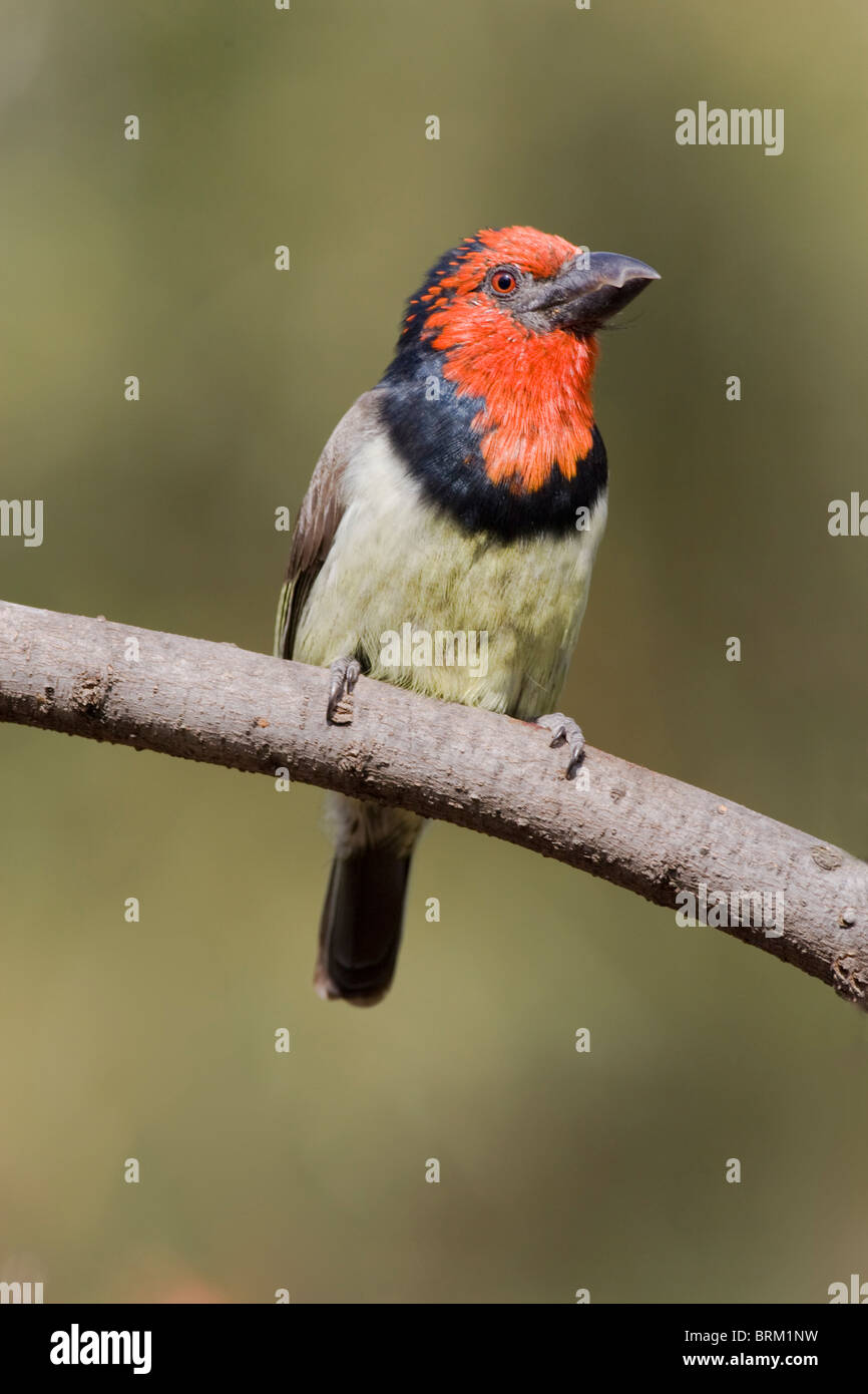 A Black-collared Barbet perched on a branch Stock Photo - Alamy