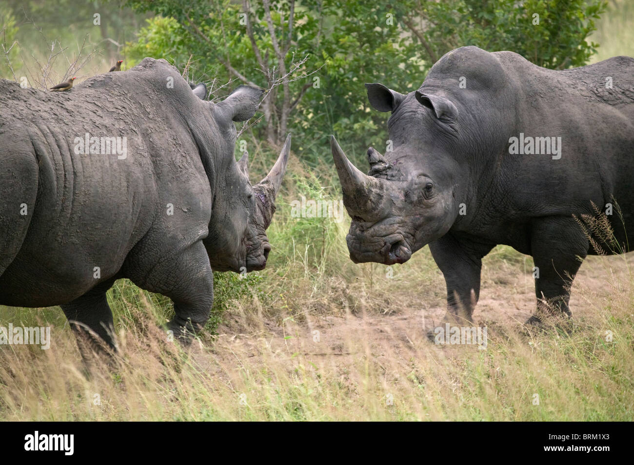 Two adult rhino facing each other during a confrontation Stock Photo ...