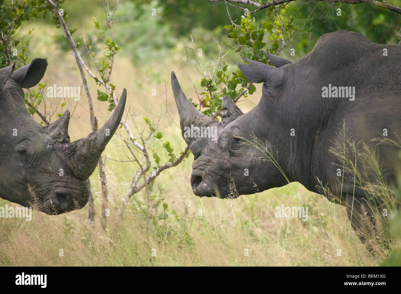 Two territorial bull rhino facing each other Stock Photo - Alamy