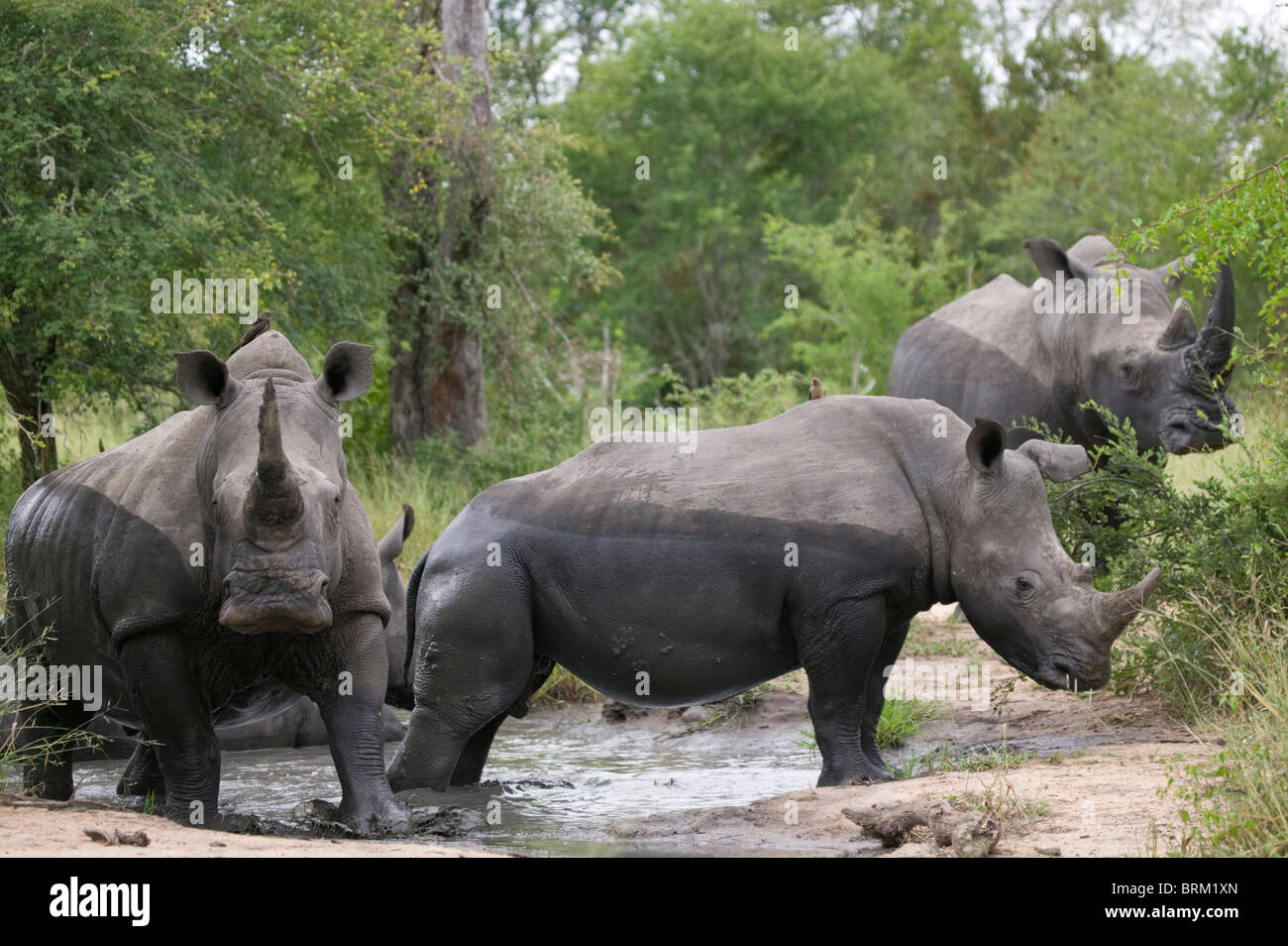 Three rhino at a shallow waterhole Stock Photo - Alamy