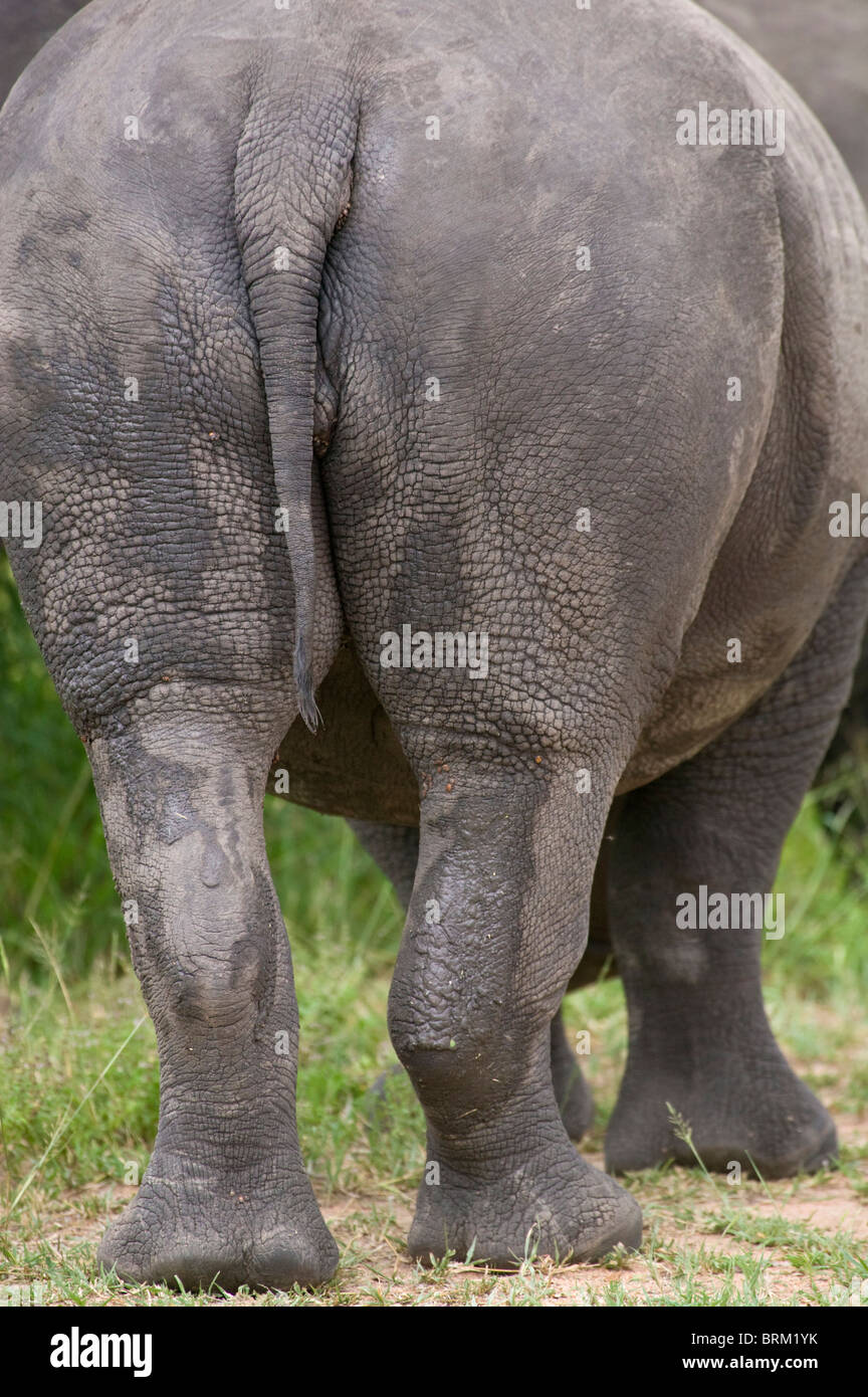 Rhino rear view hi-res stock photography and images - Alamy