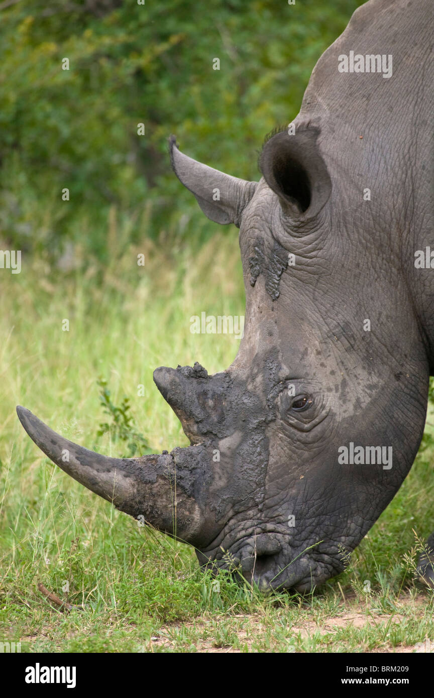 Rhino side view hi-res stock photography and images - Alamy